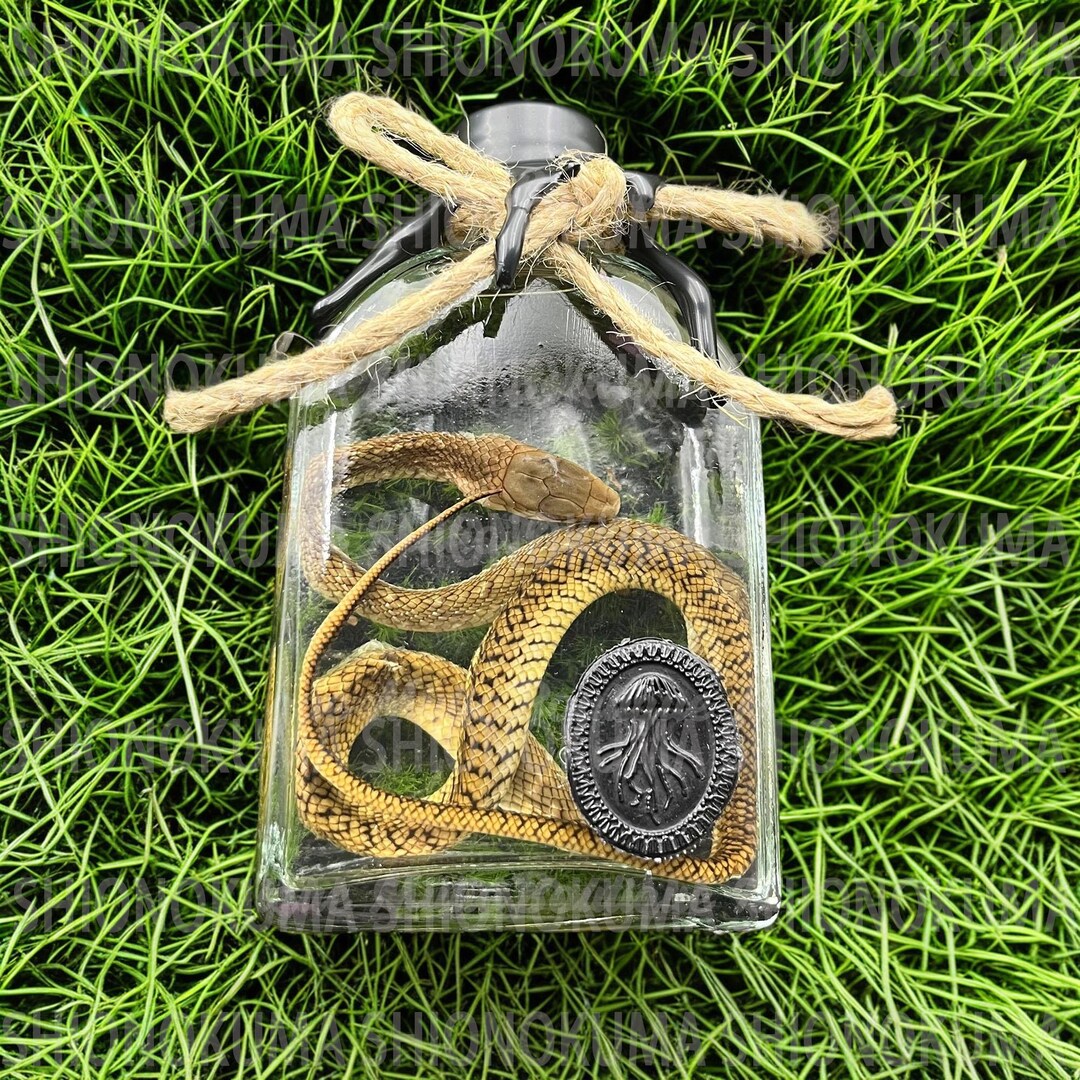 Real Snake Wet Specimen, Real Small Snake in Glass Wet Specimen, Art ...