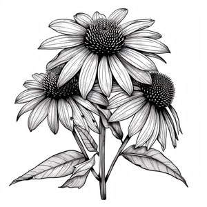 Cone Flower Line Art Black and White Bundle 3 36 Digital Ai Line Art ...