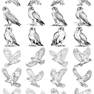 Hawk Realistic Line Art Illustration Black and White Bundle 1 50 ...