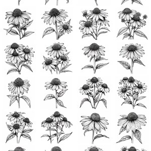 Cone Flower Line Art Black and White Bundle 2 72 Digital Line Art Ai ...