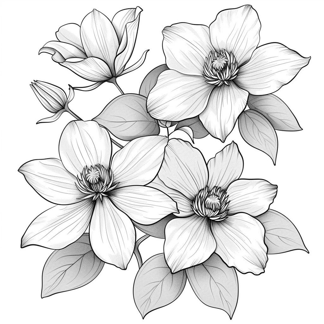 Clematis Blossoms Black/white Line Art Bundle 1 40 Digital Ai Line Art ...