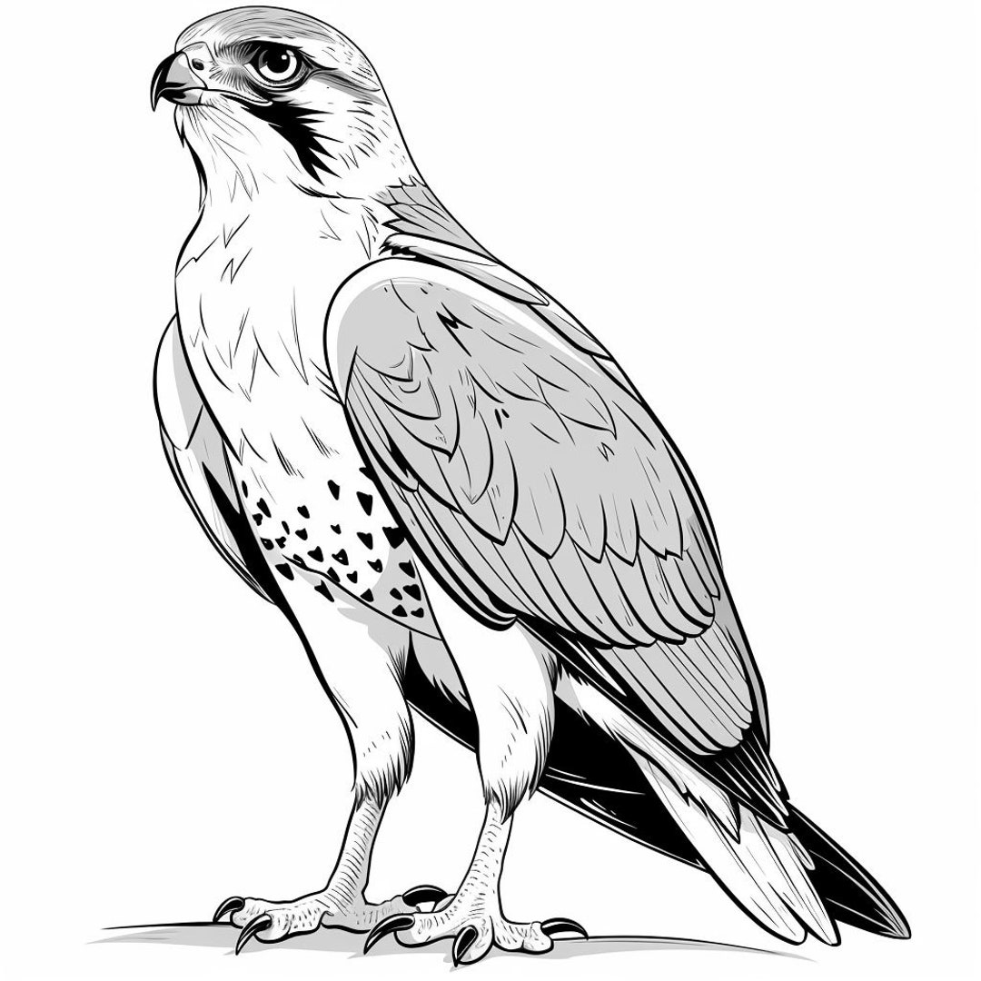 Hawk Realistic Line Art Illustration Black and White Bundle 1 50 ...
