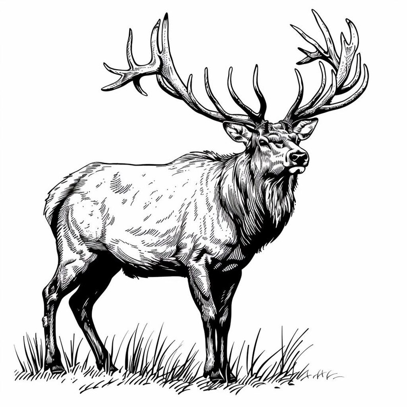 Elk Black and White Line Art Bundle 1 48 Digital Ai Line Art PNG SVG ...