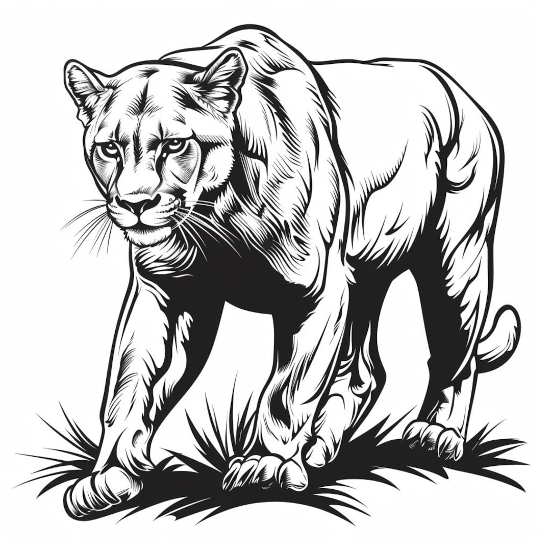 Mountain Lion Line Art Realistic Black and White Bundle 1 48 Digital ...