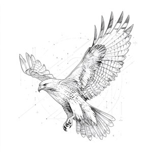 Hawk Line Art Illustration Black and White Bundle 1 24 Digital Ai Line ...