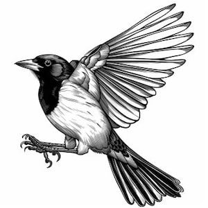 Magpie Realistic Line Art Illustration Black and White Bundle 1 50 ...