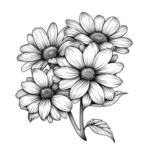 Daisy Blooms Black/white Line Art Bundle 2 36 Digital Ai Line Art PNG ...