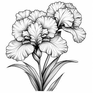Iris Line Art Black and White Bundle 2 24 Digital Line Art Svg-png- Ai ...