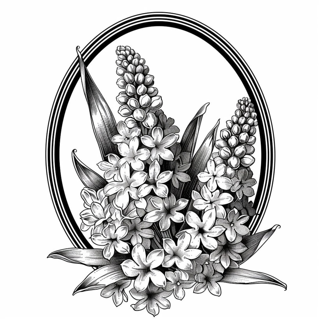 Hyacinth Line Art Black and White Bundle 1 24 Digital Ai Line Art PNG ...