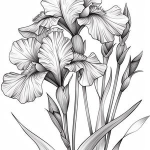 Iris Multi Bloom Line Art Black and White Bundle 3 30 Digital Line Art ...
