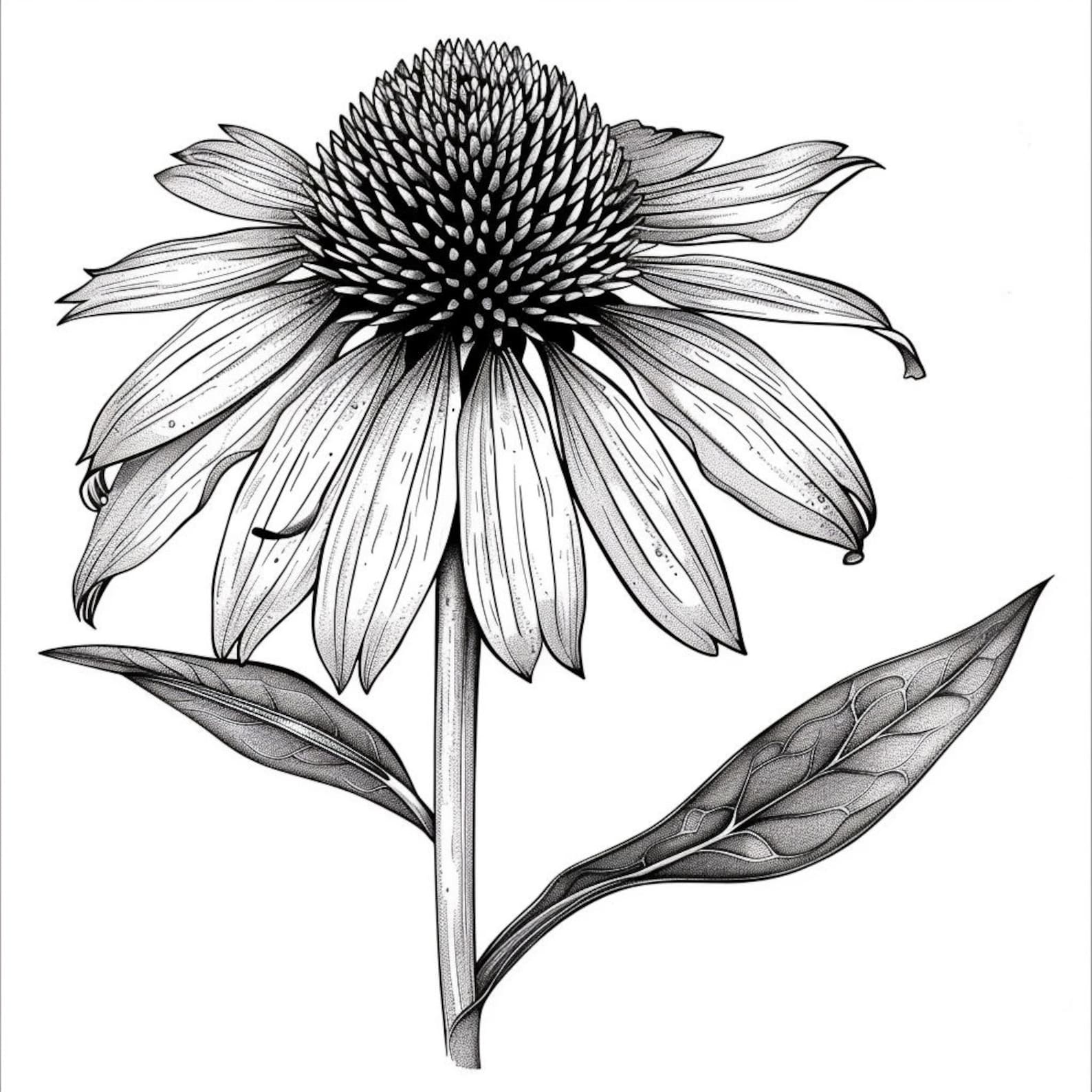 Cone Flower Line Art Black and White Bundle 2 72 Digital Line Art Ai ...