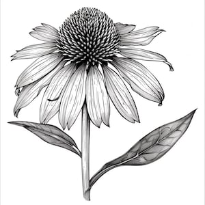 Cone Flower Line Art Black and White Bundle 2 36 Digital Ai Line Art ...