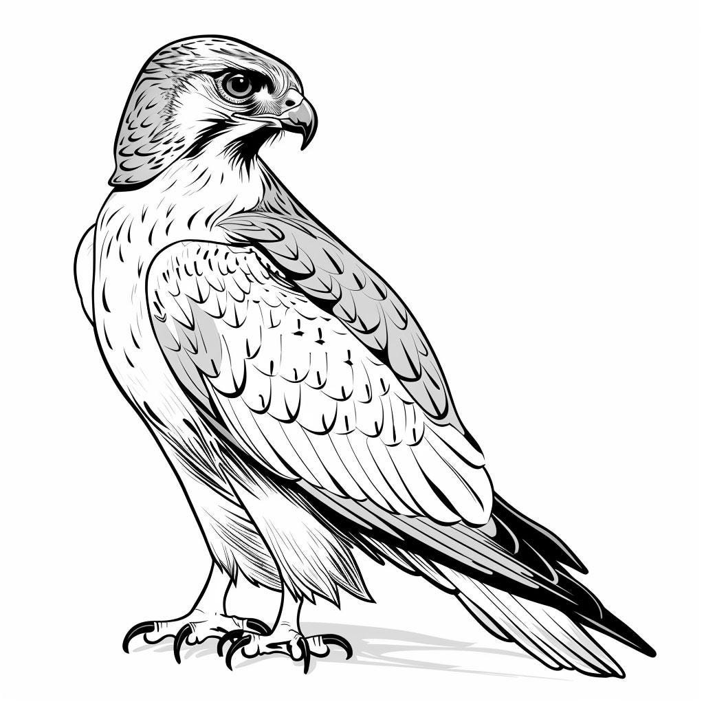 Hawk Realistic Line Art Illustration Black and White Bundle 2 50 ...