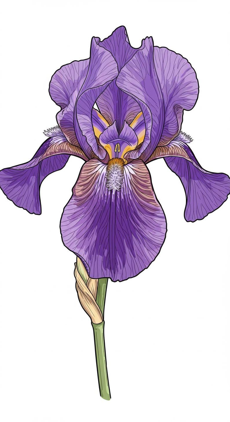 Iris Line Art Color Bundle 5 24 Digital Ai Line Art PNG-SVG (digital ...