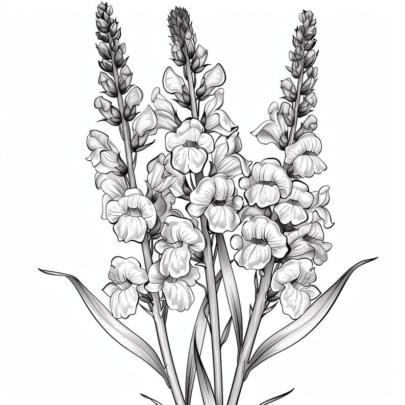 Snapdragon Blooms Black/white Line Art Bundle 2 48 Digital Line Art Ai ...
