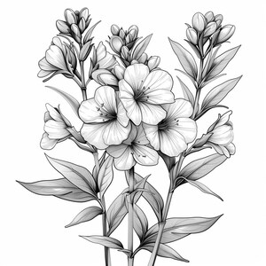 Fireweed Line Art Black and White Bundle 2 24 Digital Line Art Images ...