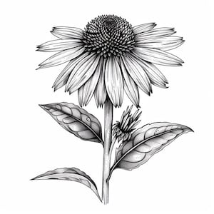 Coneflower Line Art Black and White Bundle 4 36 Digital Ai Line Art PNG ...
