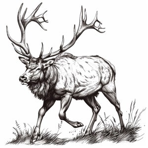 Elk Black/white Bundle 1 Clean Line Art Ai 48 Images Svg Png jpg - Etsy