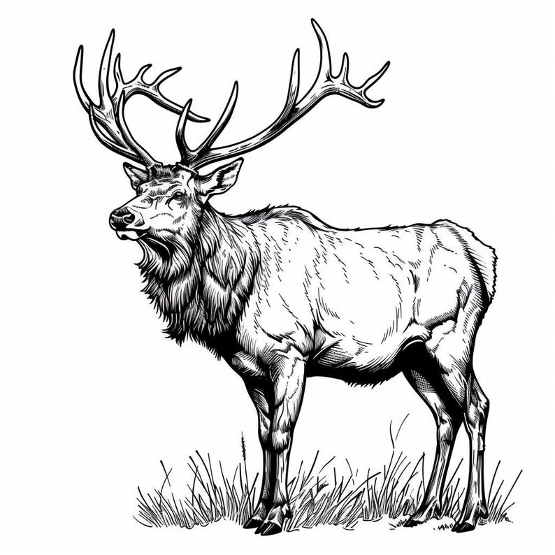 Elk Black and White Line Art Bundle 3 48 Digital AI Line Art PNG SVG ...