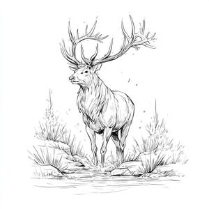 Elk Line Art Black and White Bundle 6 32 Digital Ai Images PNG SVG ...