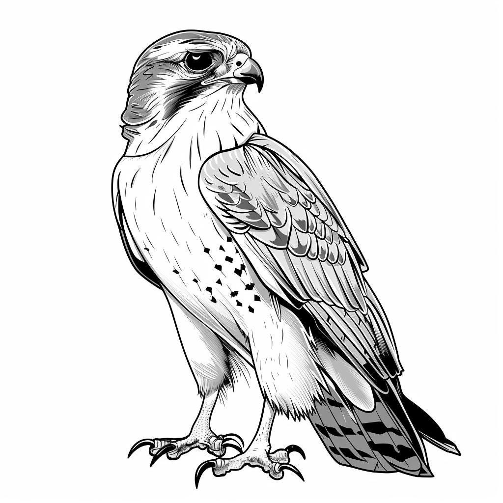 Hawk Realistic Line Art Illustration Black and White Bundle 2 50 ...