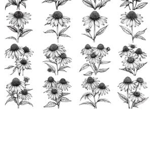Coneflower Line Art Black and White Bundle 4 36 Digital Ai Line Art PNG ...
