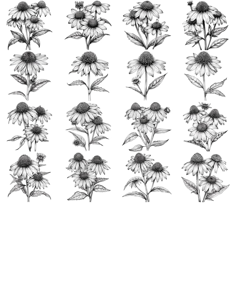 Coneflower Line Art Black and White Bundle 4 36 Digital Ai Line Art PNG ...
