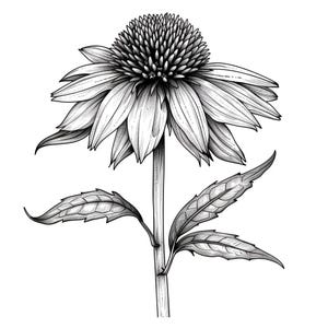 Coneflower Line Art Black and White Bundle 4 36 Digital Ai Line Art PNG ...