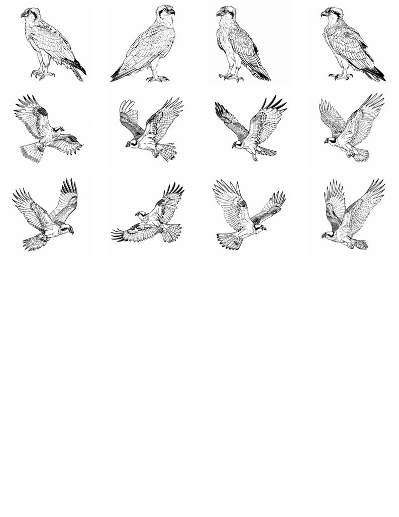 Osprey Realistic Line Art Illustration Black and White Bundle 1 60 ...