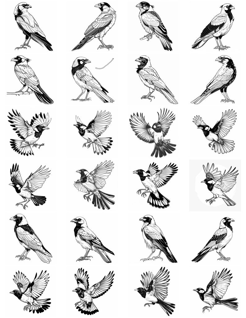 Magpie Realistic Line Art Illustration Black and White Bundle 1 50 ...