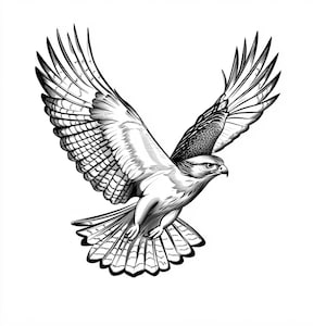 Hawk Redtail Line Art Illustration Black and White Bundle 1 38 Digital ...
