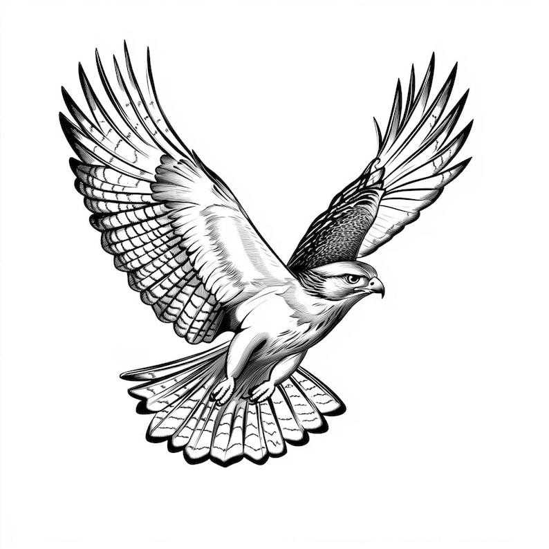 Hawk Redtail Line Art Illustration Black and White Bundle 1 38 Digital ...
