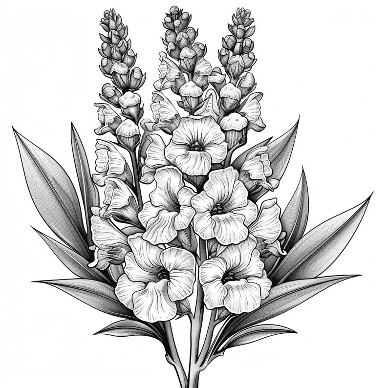 Snapdragon Blooms Black/white Line Art Bundle 2 48 Digital Line Art Ai ...