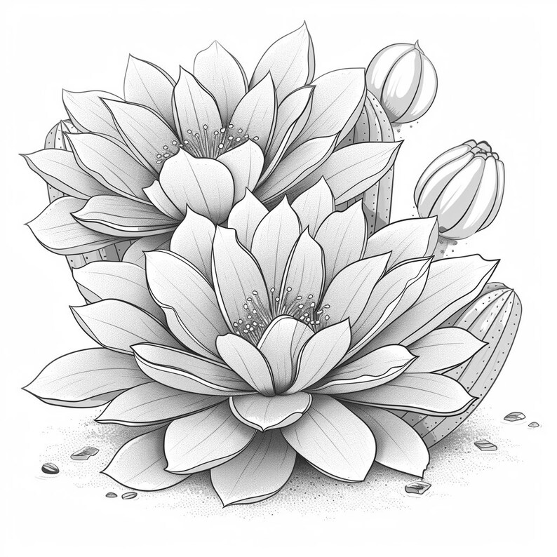 Cactus Blooms Line Art Black and White Bundle 2 24 Digital Line Art Ai ...