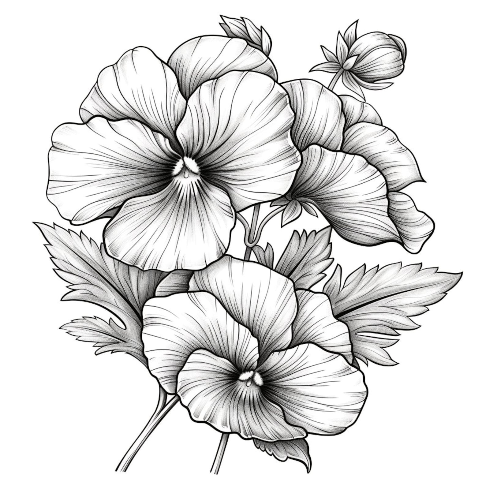 Pansy Blooms Black/white Line Art Bundle 1 30 Digital Ai Line Art PNG ...