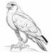 Hawk Realistic Line Art Illustration Black and White Bundle 1 50 ...