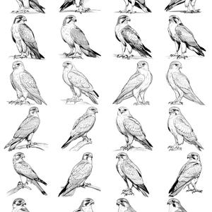 Hawk Realistic Line Art Illustration Black and White Bundle 1 50 ...