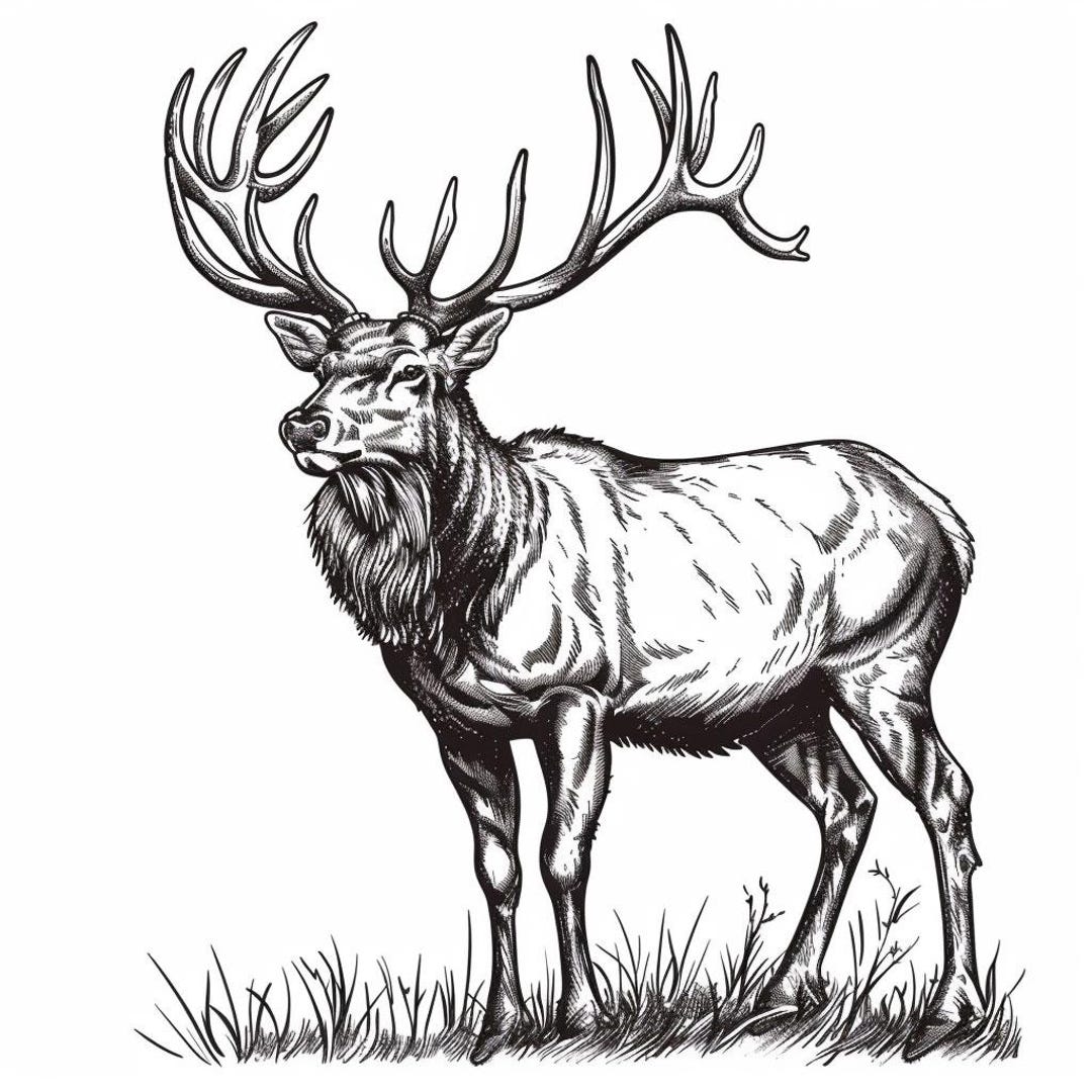 Elk Line Art Bundle: Black and White PNG SVG Images (digital Download ...