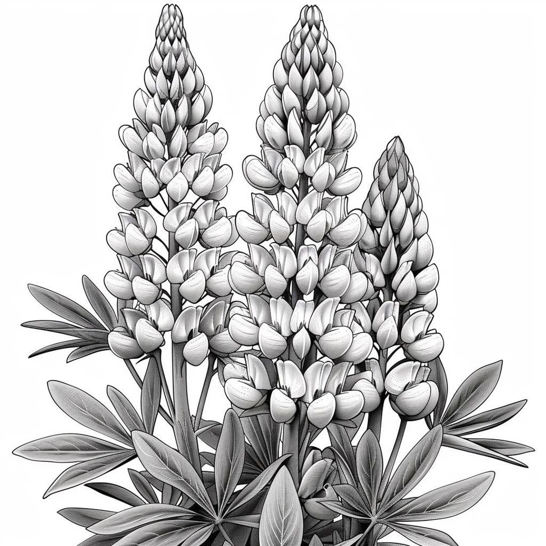 Lupine Blooms Black/white Line Art Bundle 2 30 Digital Ai Line Art PNG ...