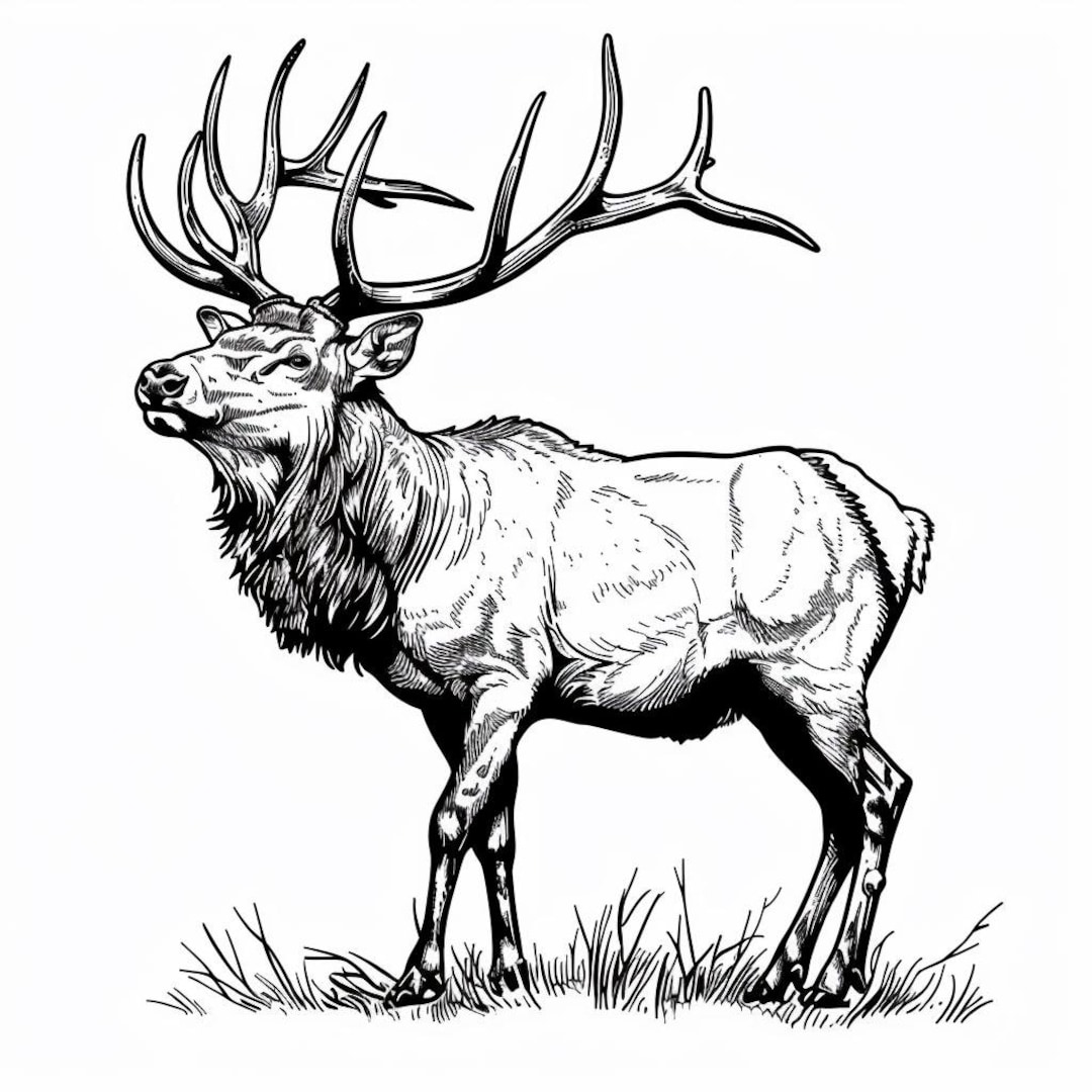 Elk Black and White Line Art Bundle 1 48 Digital Ai Line Art PNG SVG - Etsy