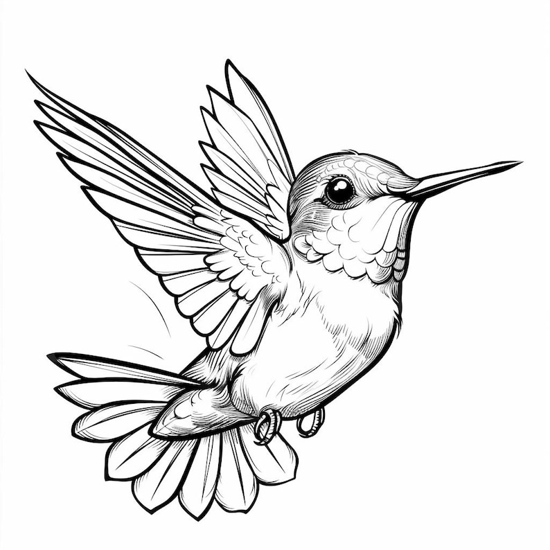 Hummingbird Line Art Illustrations Black and White Bundle 1 80 Digital ...