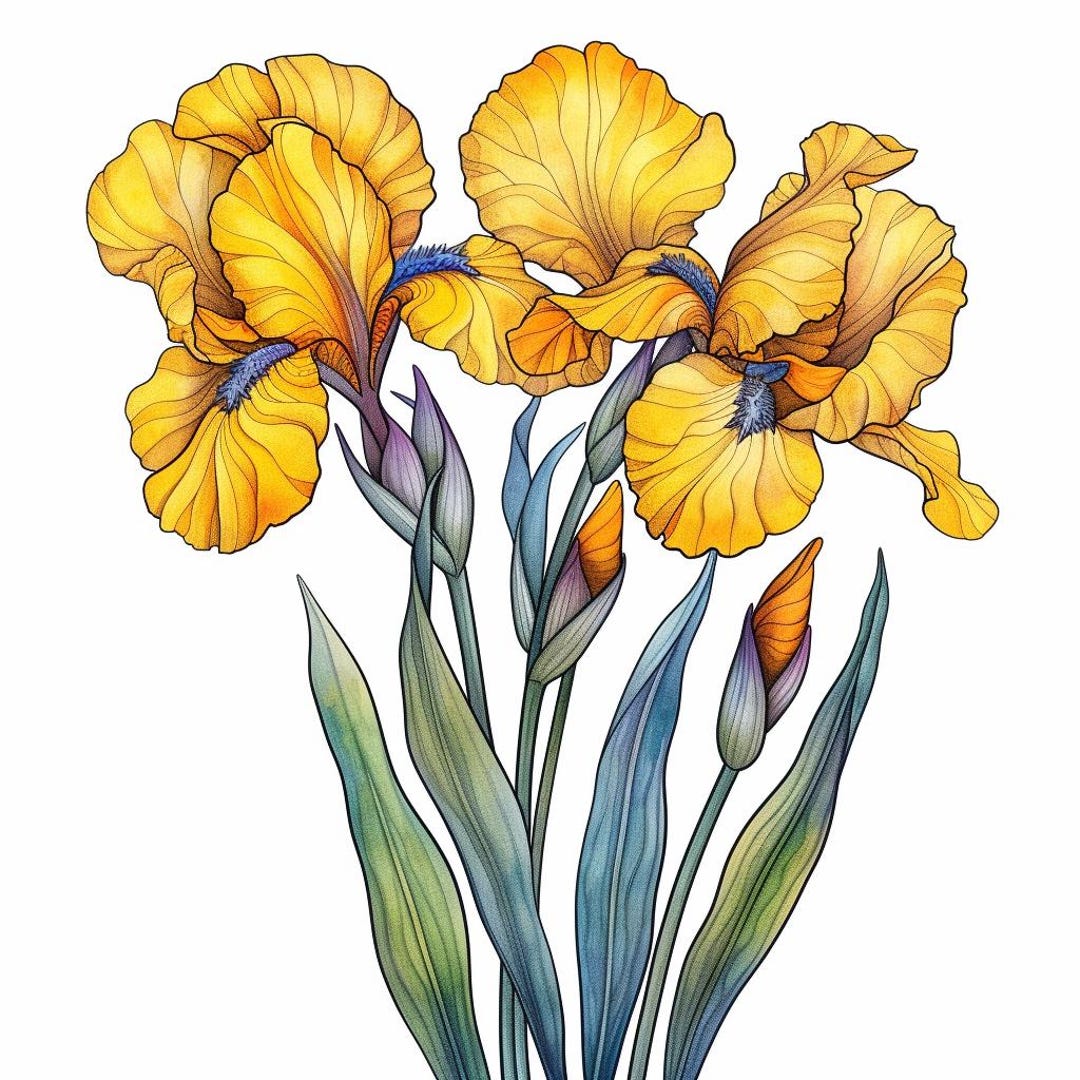 Iris Line Art Color Bundle 3 24 Digital Line Art Svg-png Ai Images ...