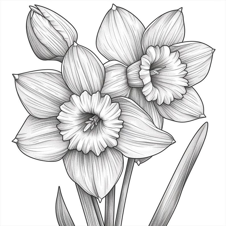 Daffodils Line Art Black and White Bundle 2 32 Digital Ai Line Art PNG ...