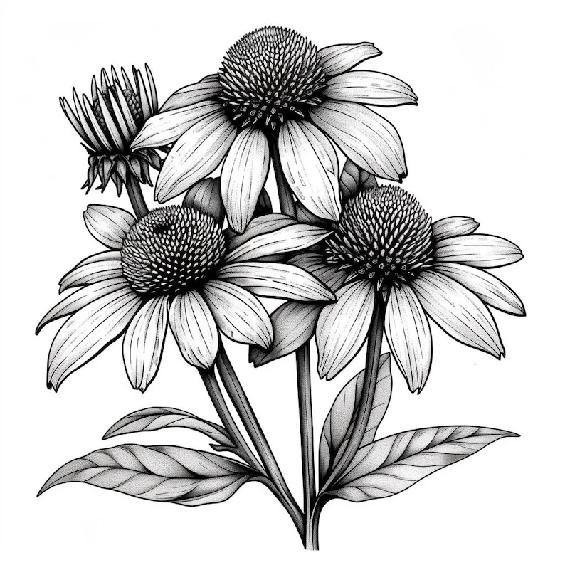 Cone Flower Line Art Black and White Bundle 3 36 Digital Ai Line Art ...