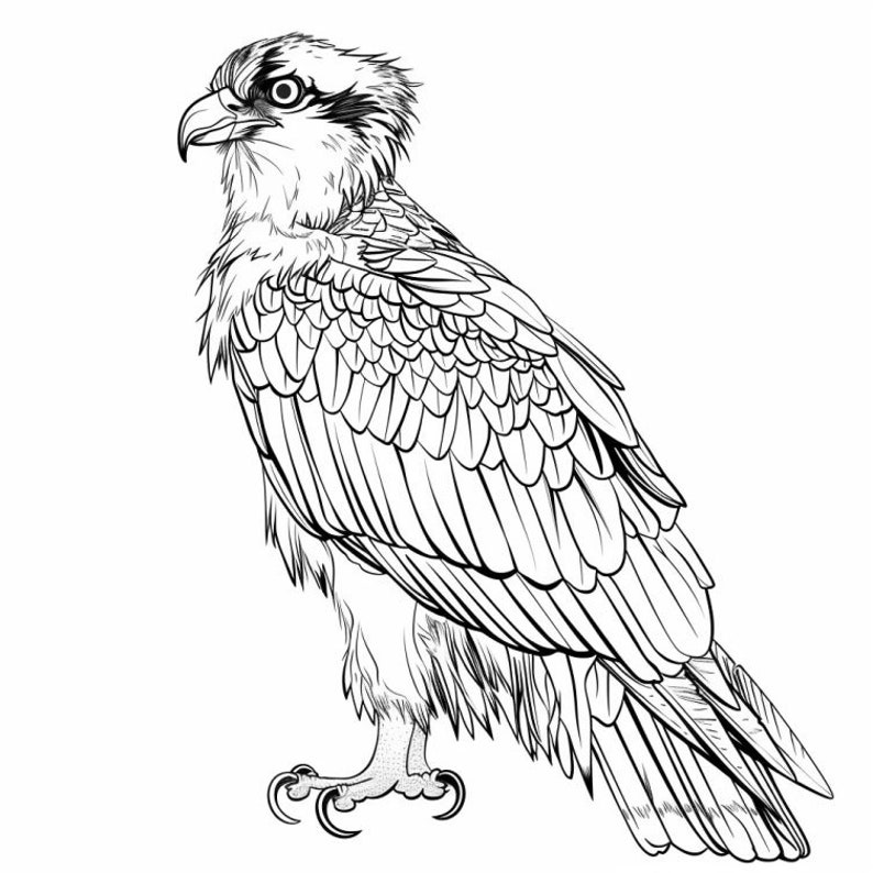 Osprey Realistic Line Art Illustration Black and White Bundle 1 60 ...
