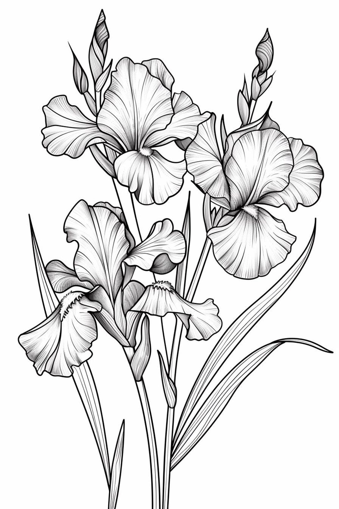 Iris Bunch Line Art Black and White Bundle 1 30 Digital Line Art Svg ...
