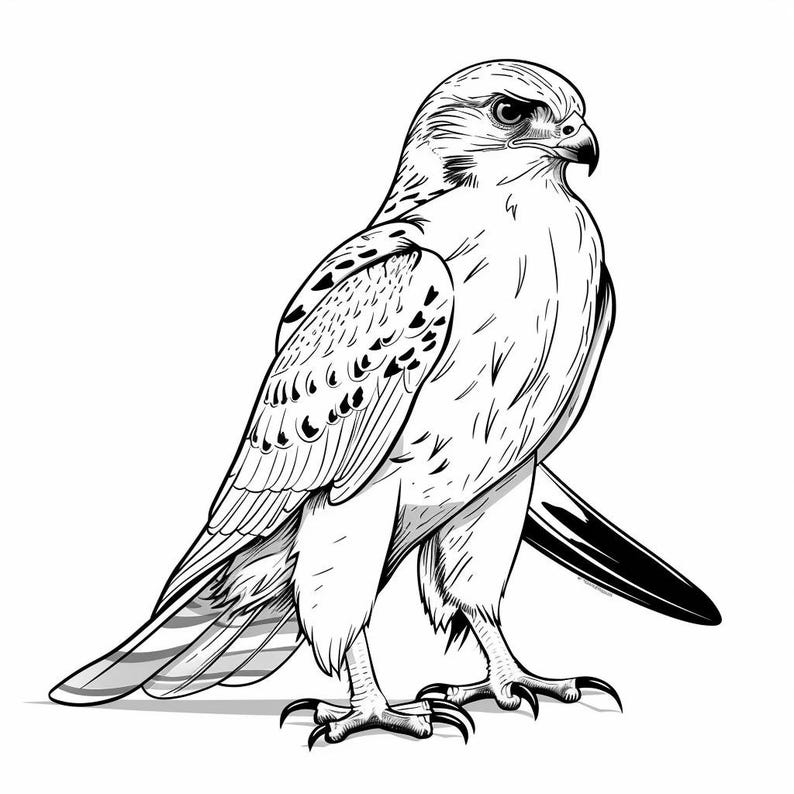 Hawk Realistic Line Art Illustration Black and White Bundle 2 50 ...