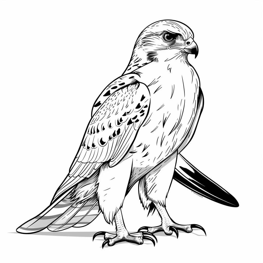 Hawk Realistic Line Art Illustration Black and White Bundle 2 50 ...