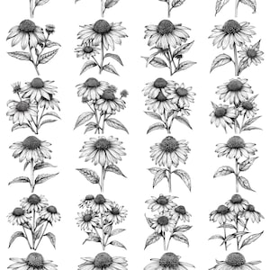 Cone Flower Line Art Black and White Bundle 3 36 Digital Ai Line Art ...