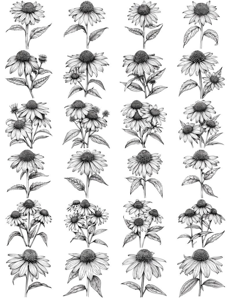 Cone Flower Line Art Black and White Bundle 3 36 Digital Ai Line Art ...